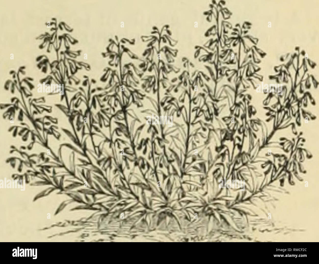 . Annual & hardy perennial plants. Nurseries (Horticulture ...