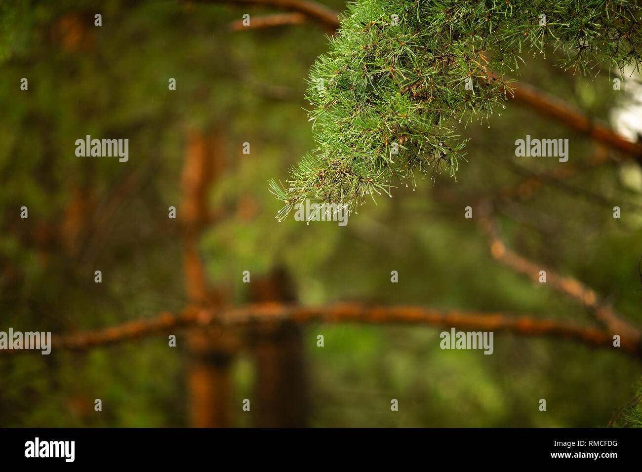 Tree branch under raindrops hi-res stock photography and images - Alamy