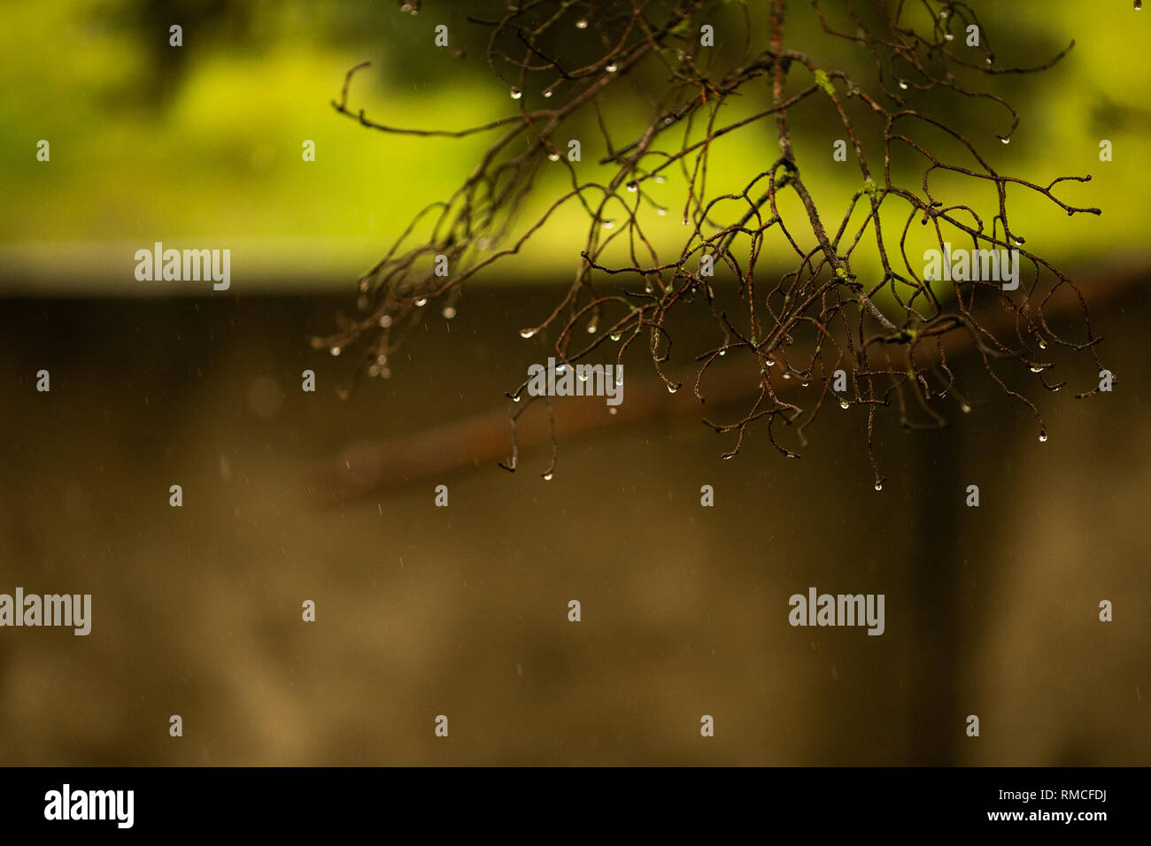 Tree branch under raindrops hi-res stock photography and images - Alamy