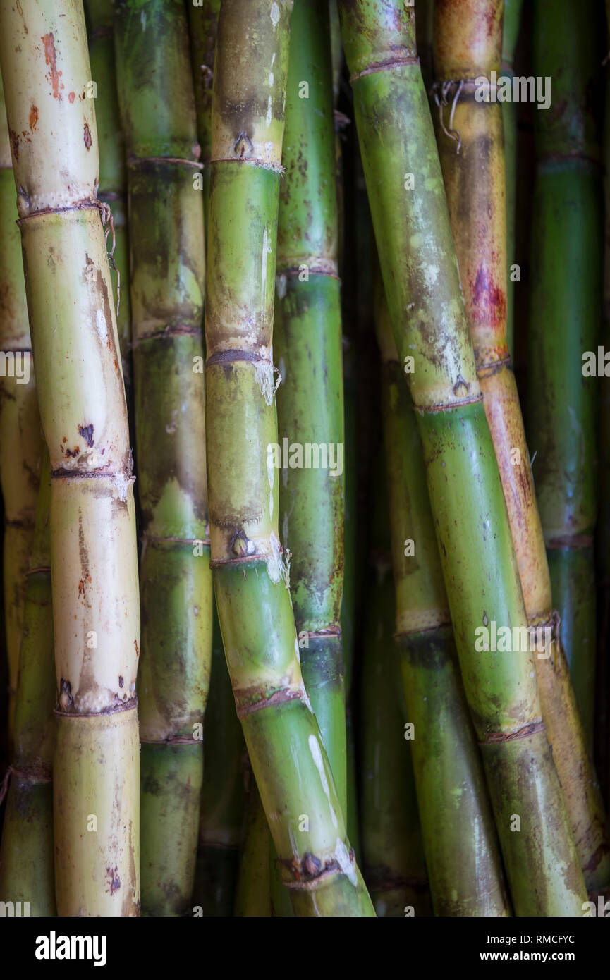 Stalks of sugarcane hi-res stock photography and images - Alamy