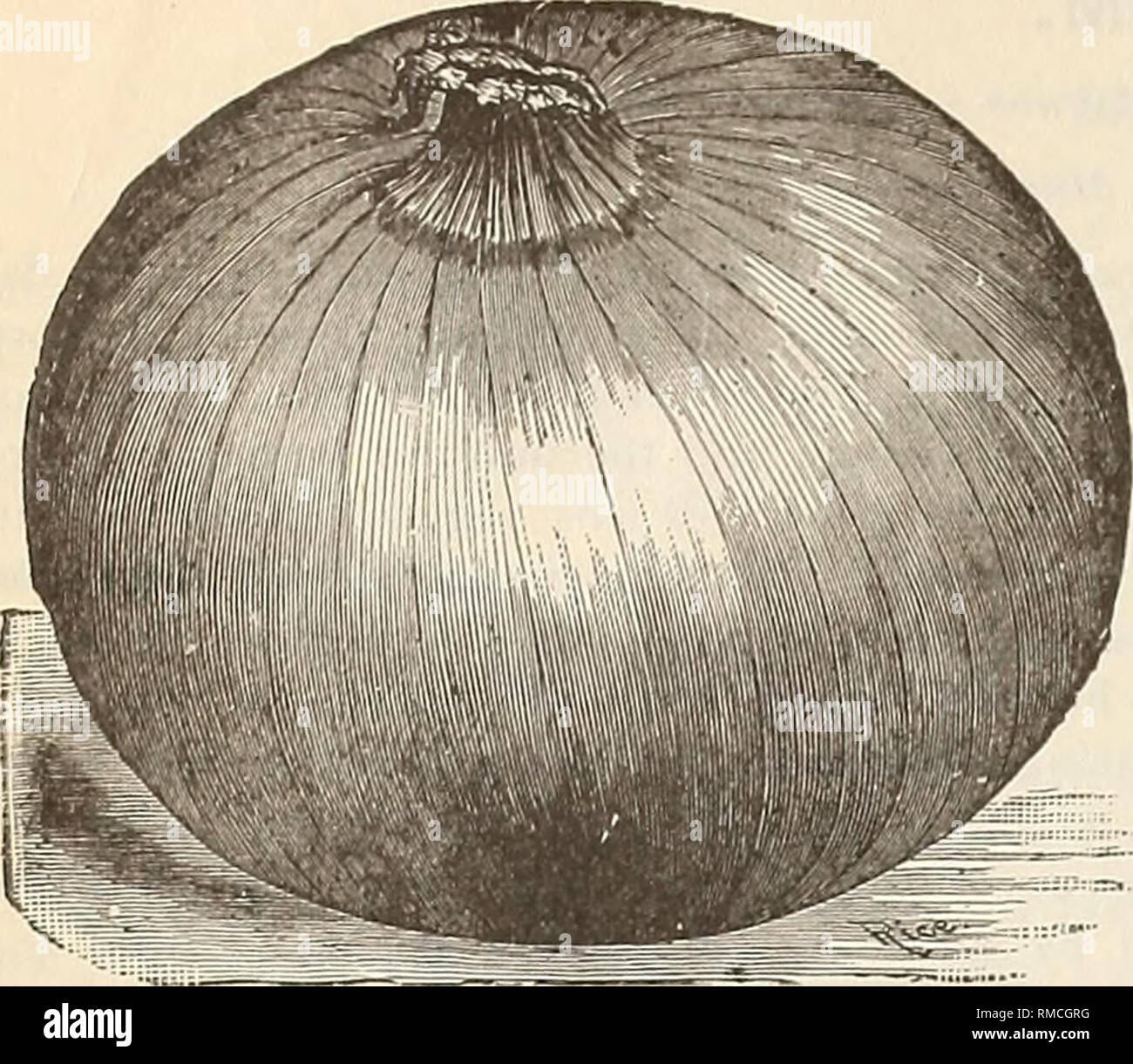 Cebolla t hi-res stock photography and images - Alamy