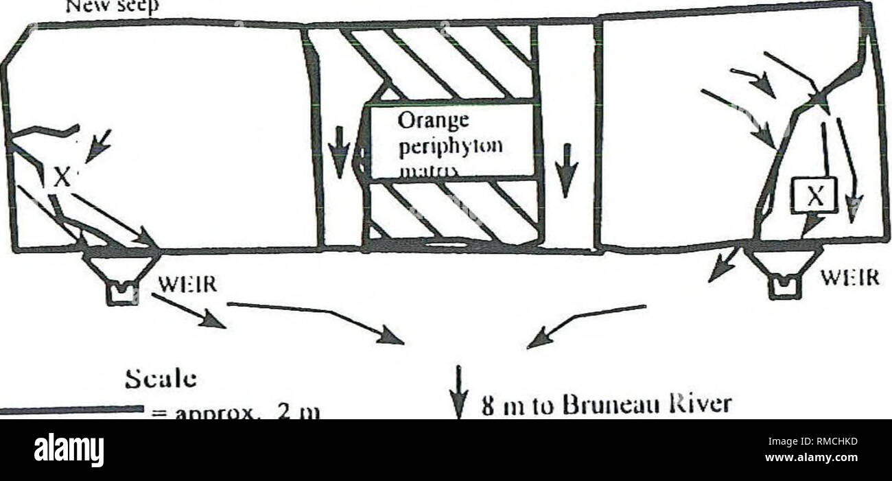 Springsnail hi-res stock photography and images - Alamy