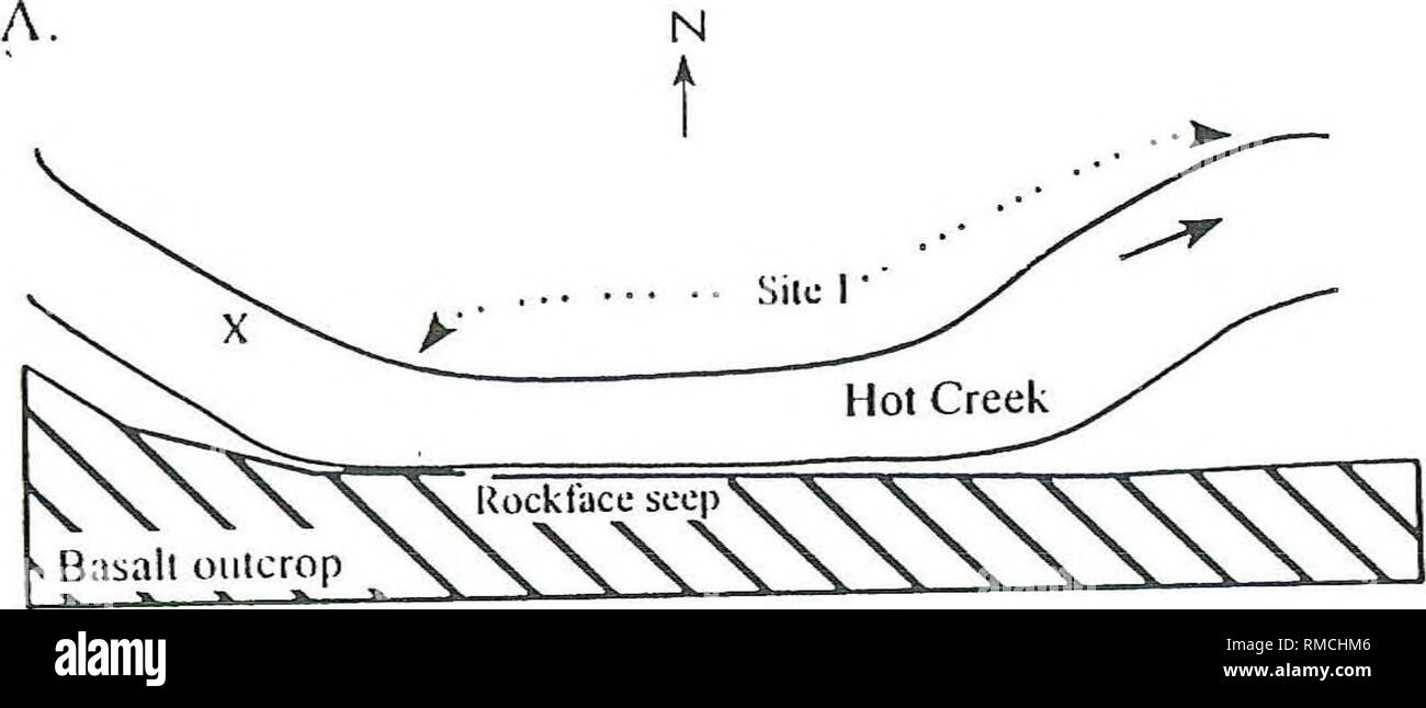 Springsnail hi-res stock photography and images - Alamy