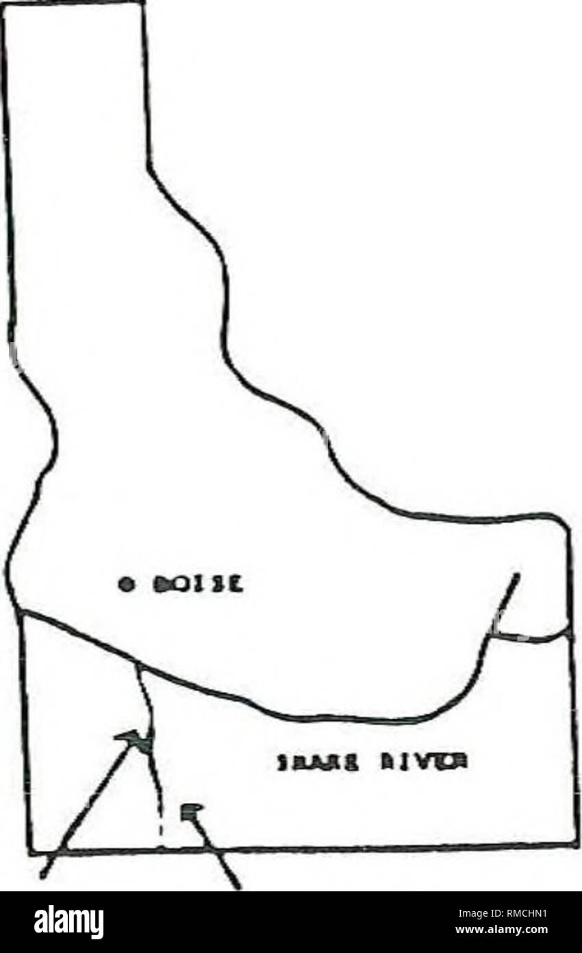 Springsnail hi-res stock photography and images - Alamy