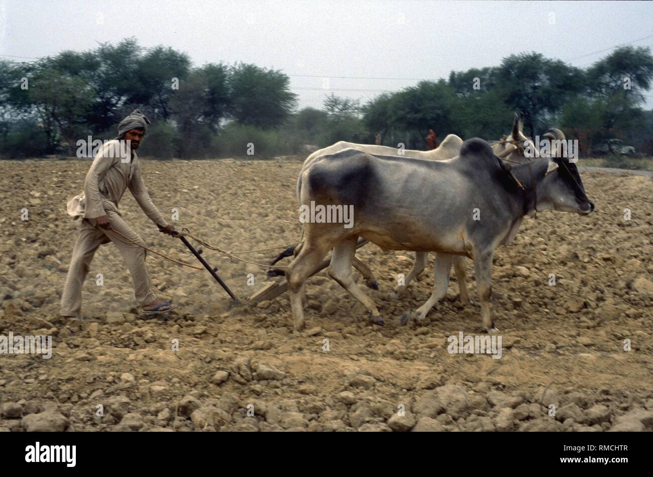 Plowing oxen hi-res stock photography and images - Alamy