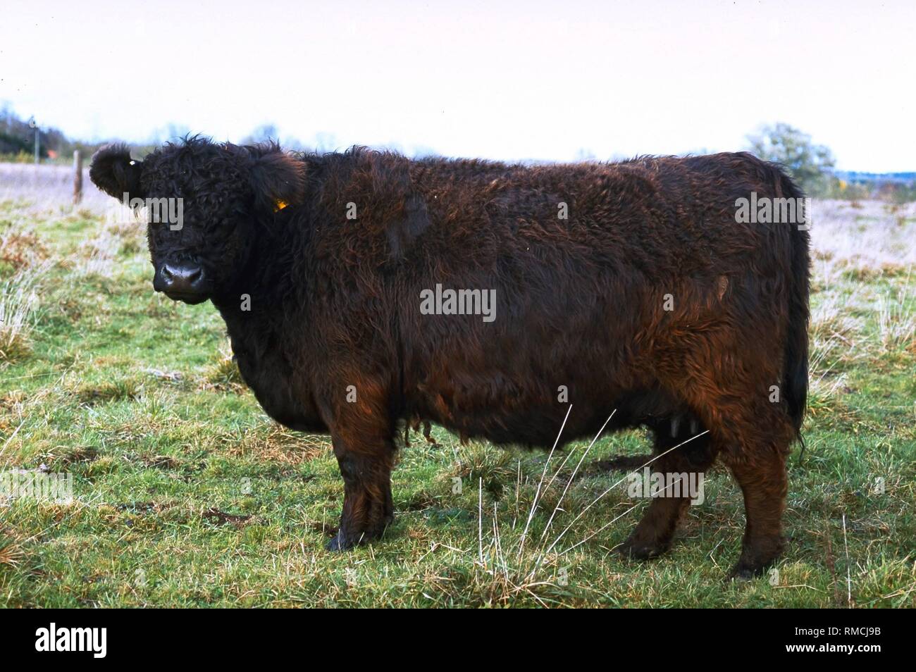 The black or light brown Galloway cattle originate from the region of ...