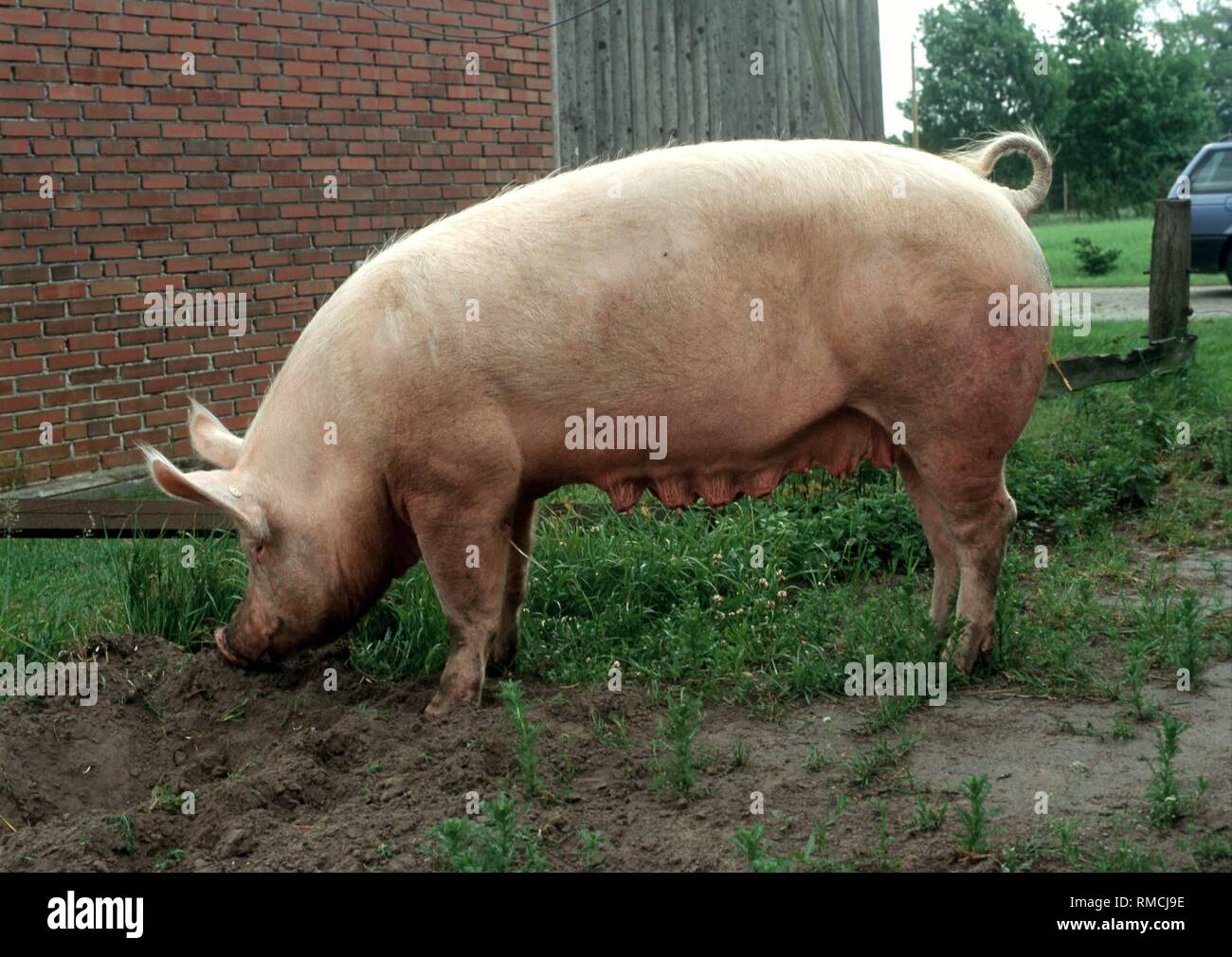 The German pedigree pig originated from the old black pied by ...