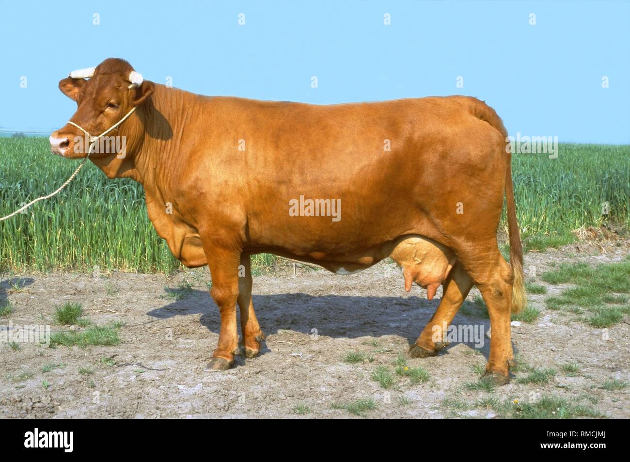 The German Gelbvieh is a dual-purpose cattle bred mainly for their meat ...