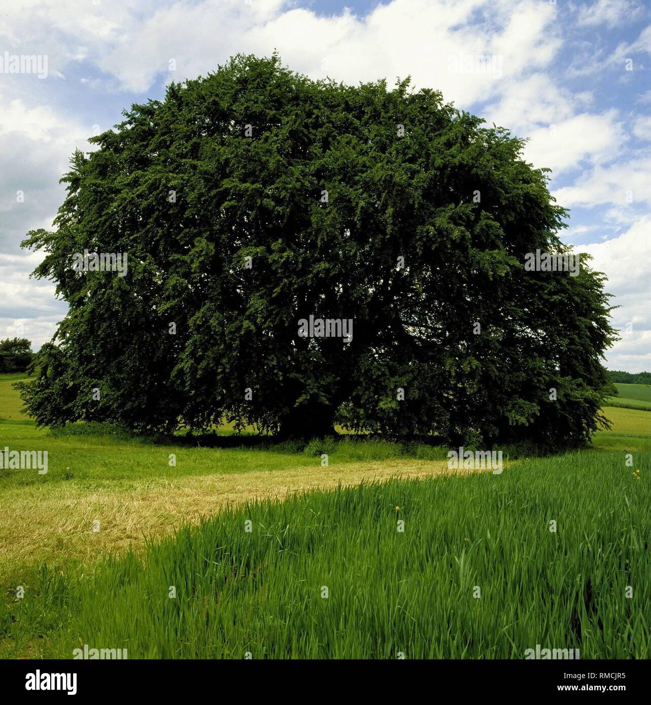 Tree of the Year 1991: the beech. In the picture the Bavaria Buche ...