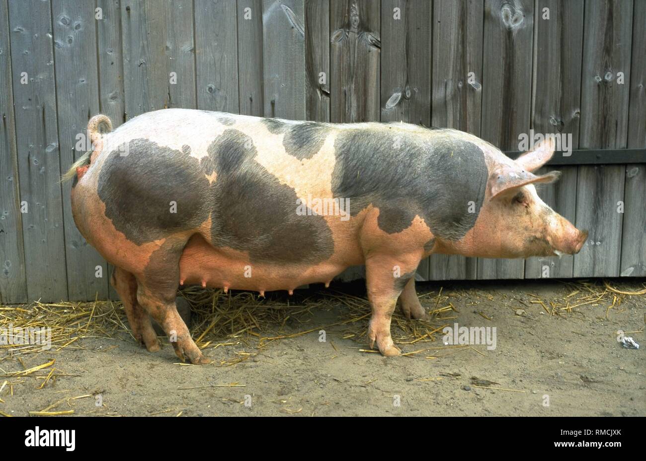 The Pietrain or German Pietrain pig originates from Belgium. Animals ...