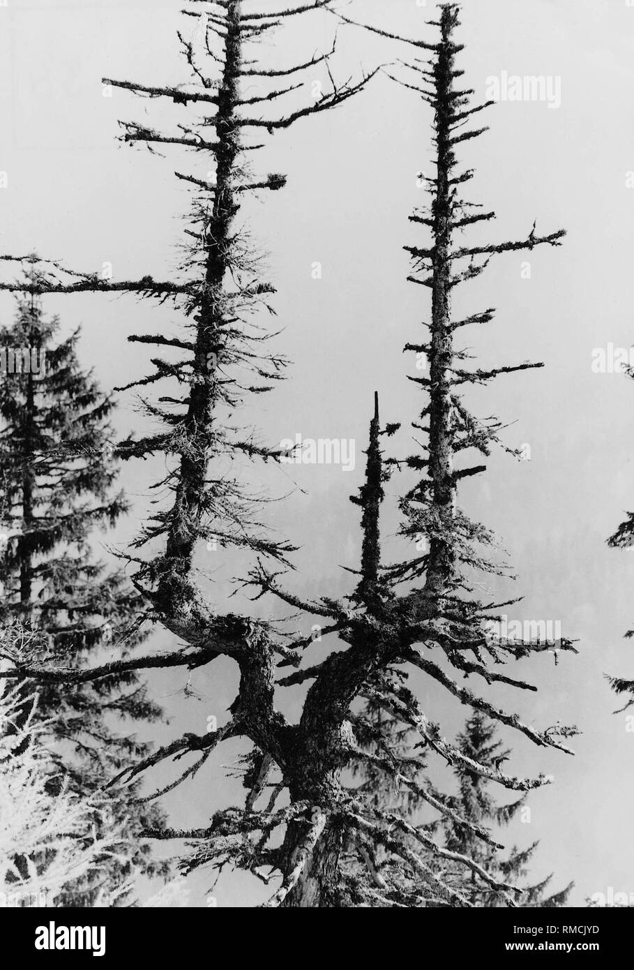 Dead conifer tree Black and White Stock Photos & Images - Alamy