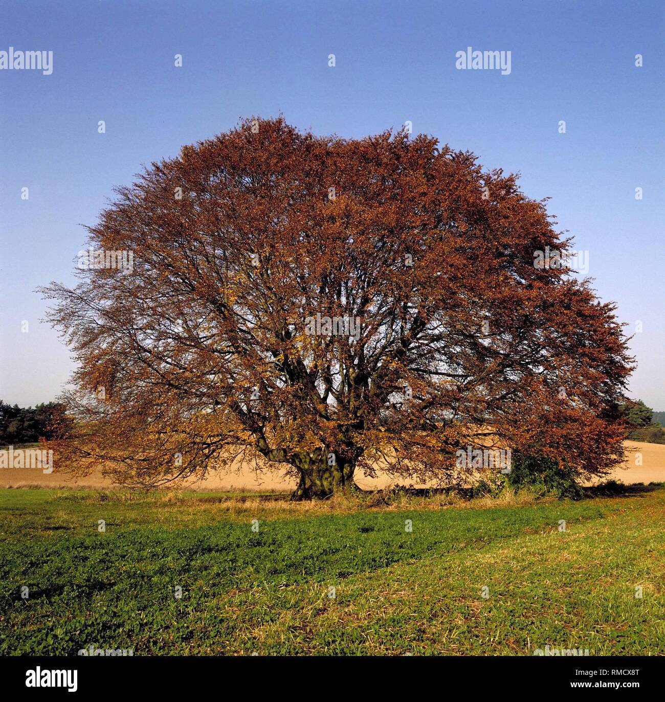 Tree of the Year 1991: the beech. In the picture the Bavaria Buche ...