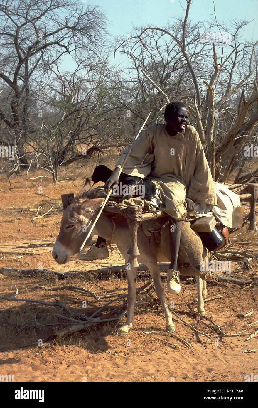 A man rides a donkey loaded with goat and baggage Stock Photo - Alamy