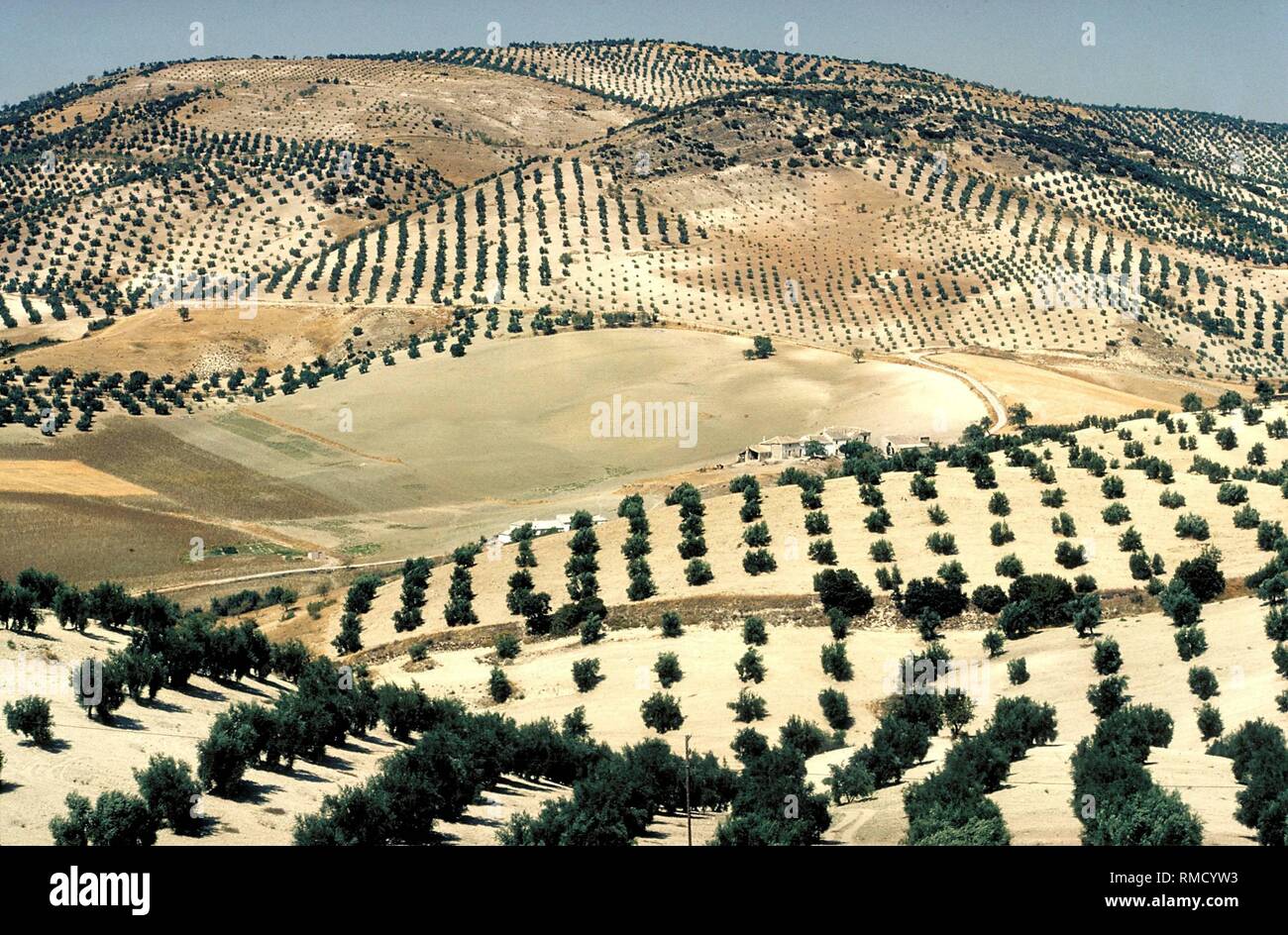 Typical Andalusian countryside between Seville and Cordoba with olive ...