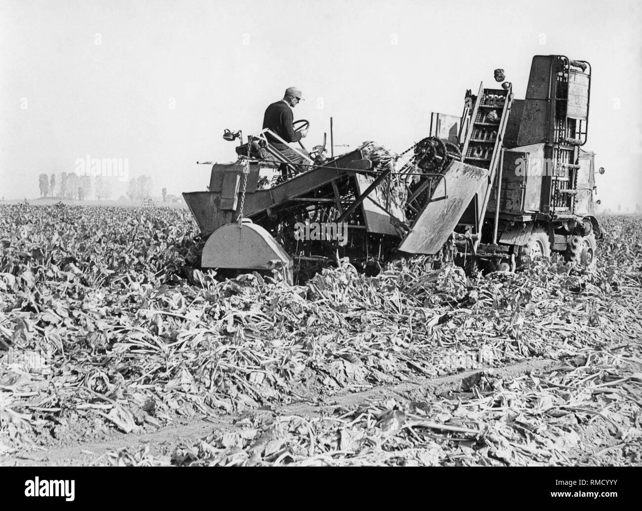 Sugar beet harvest, 1950s Stock Photo - Alamy Sugar beet harvest, 1950s Stock Photo - Alamy
