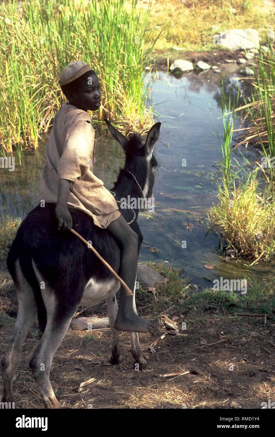 A boy rides a donkey on the edge of an irrigated field in the Marra ...