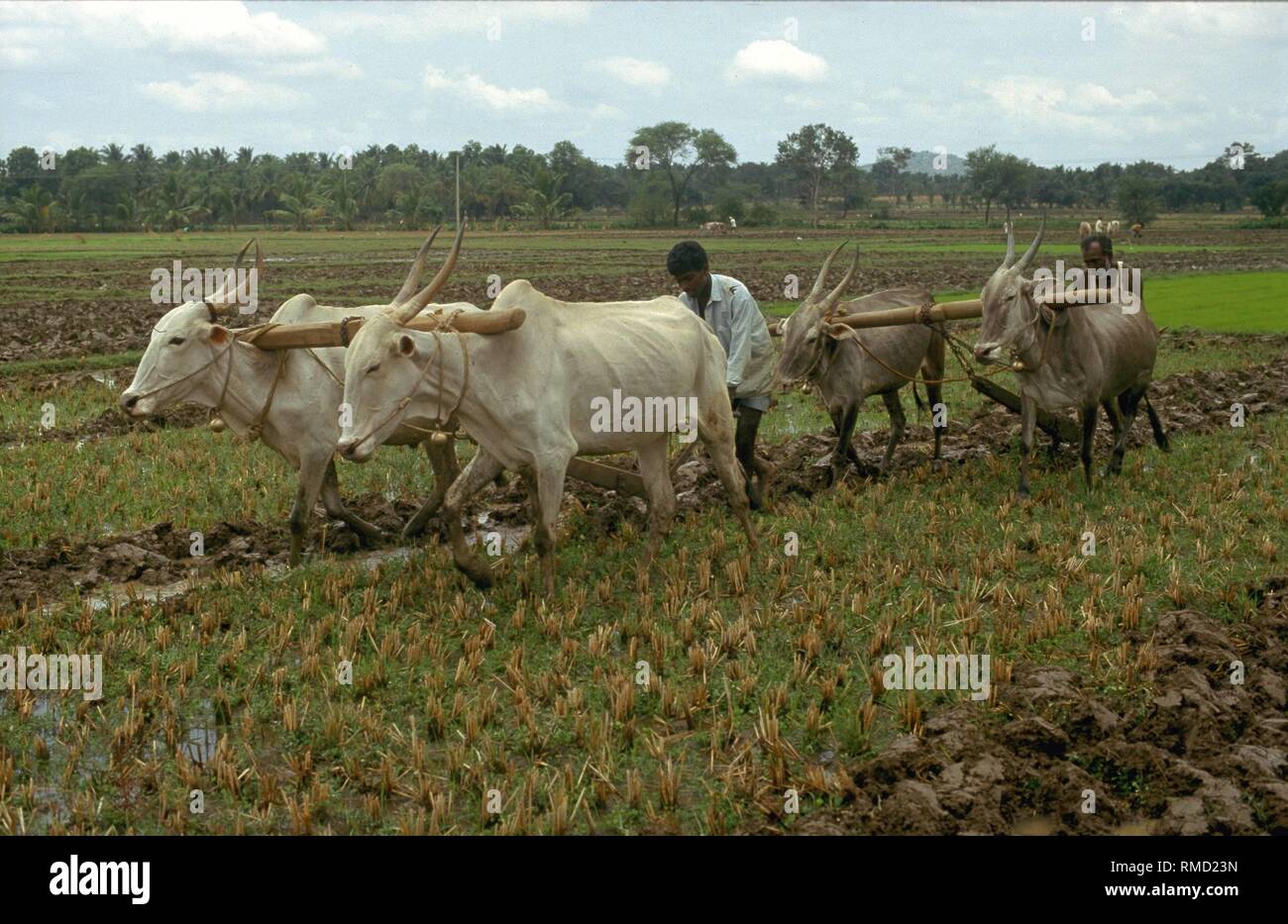 Oxen working hi-res stock photography and images - Alamy