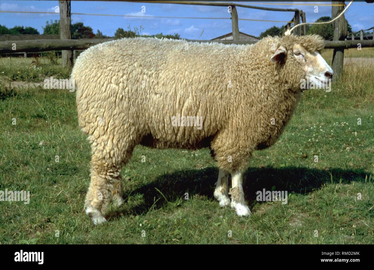 Muscled sheep hi-res stock photography and images - Alamy