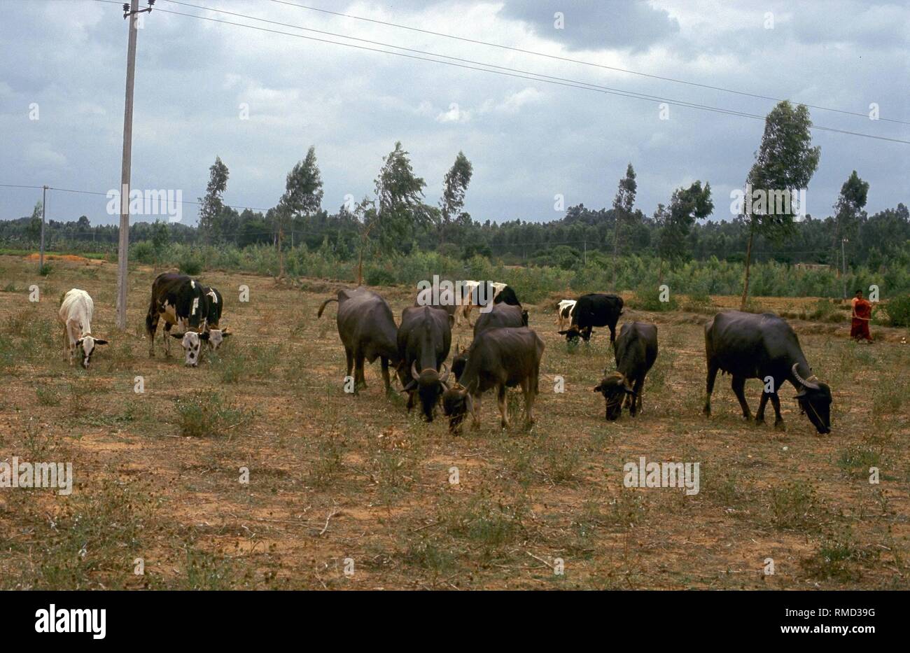 Crossbreeding between Indian zebu and European cattle in India ...