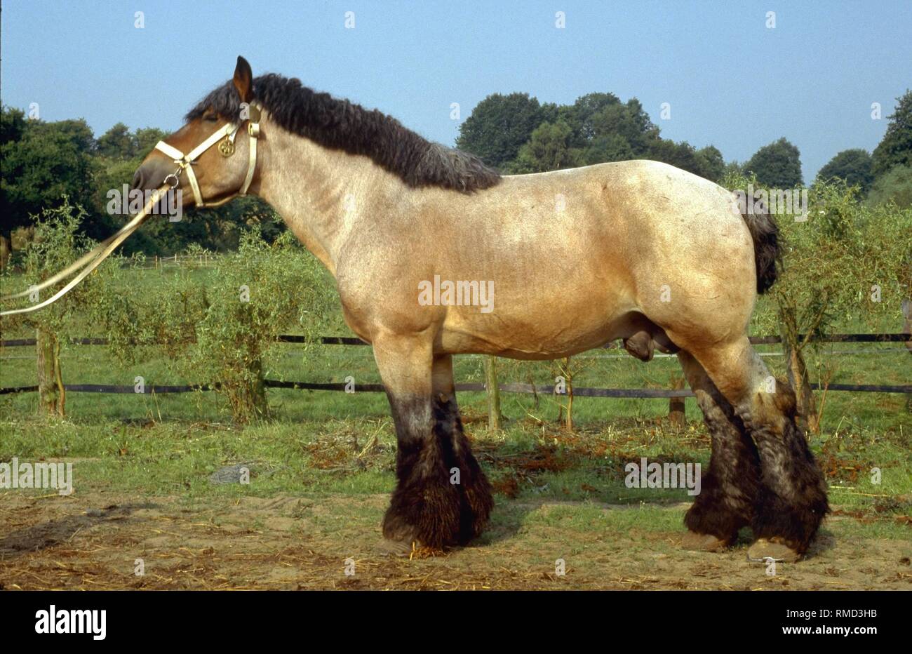 Belgian Horse