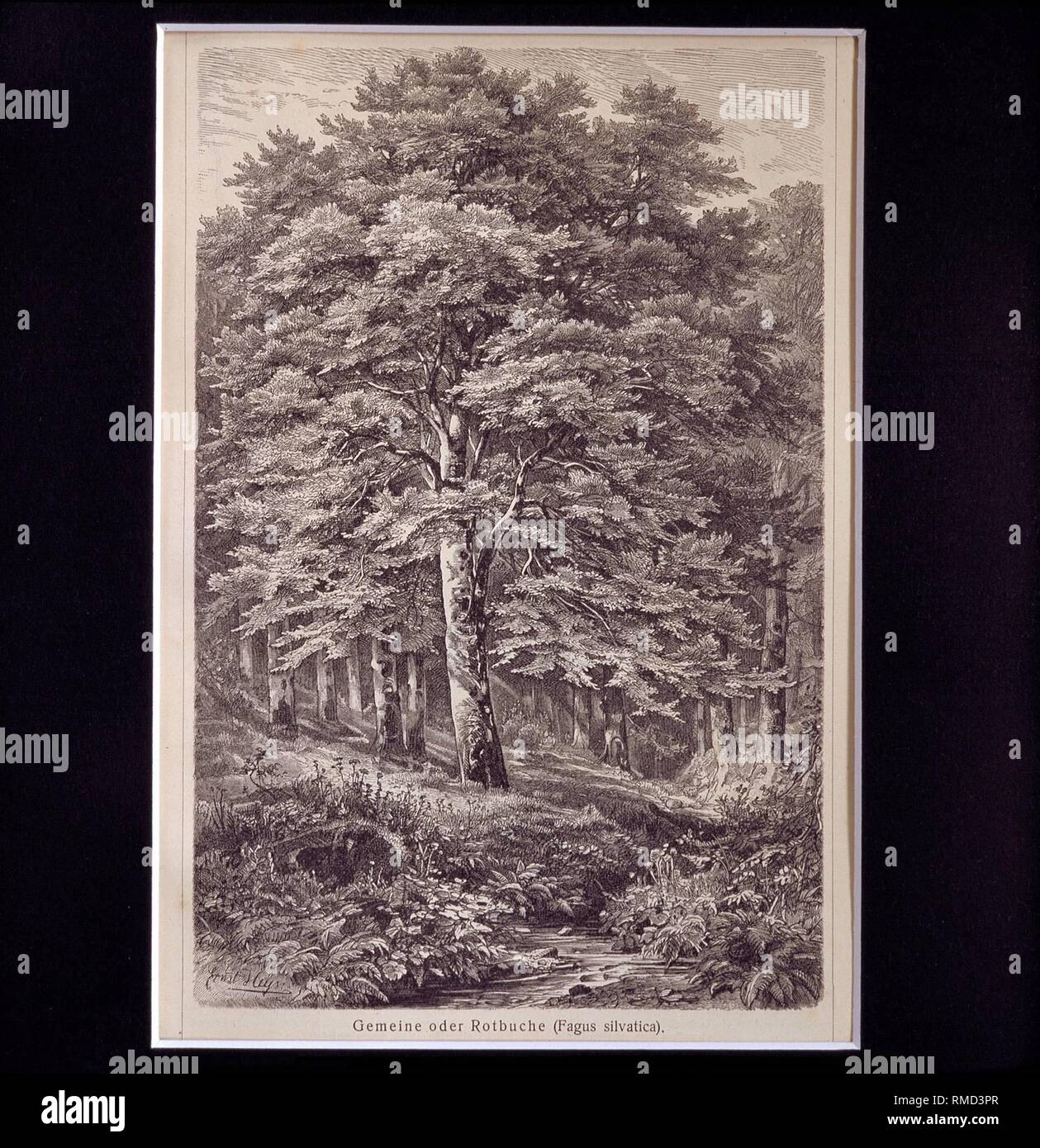 The beech, depicted in a 19th century drawing, was voted the "Tree of ...
