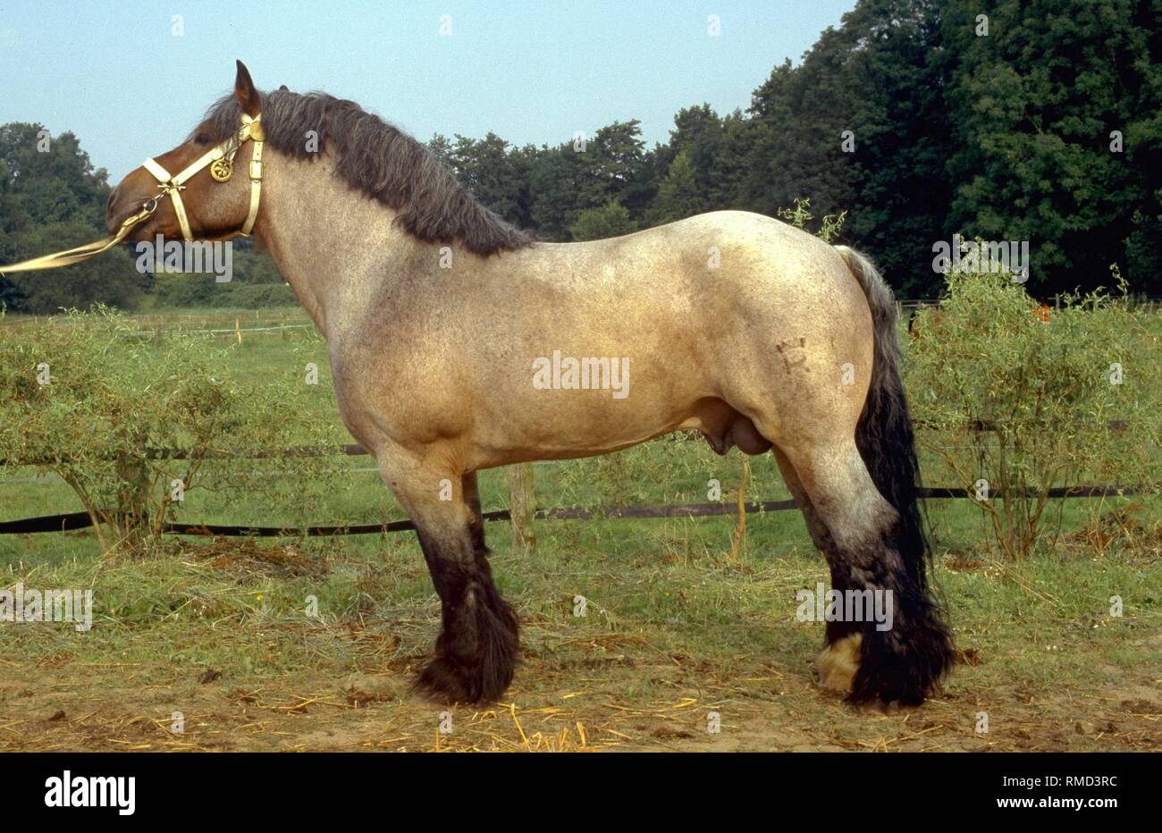 Like all coldbloods, the Rhenish German coldblood is a strong, sturdily ...