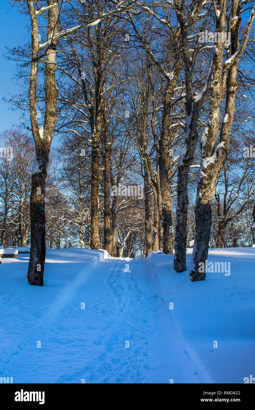 Park walkway with trees in winter Stock Photo - Alamy