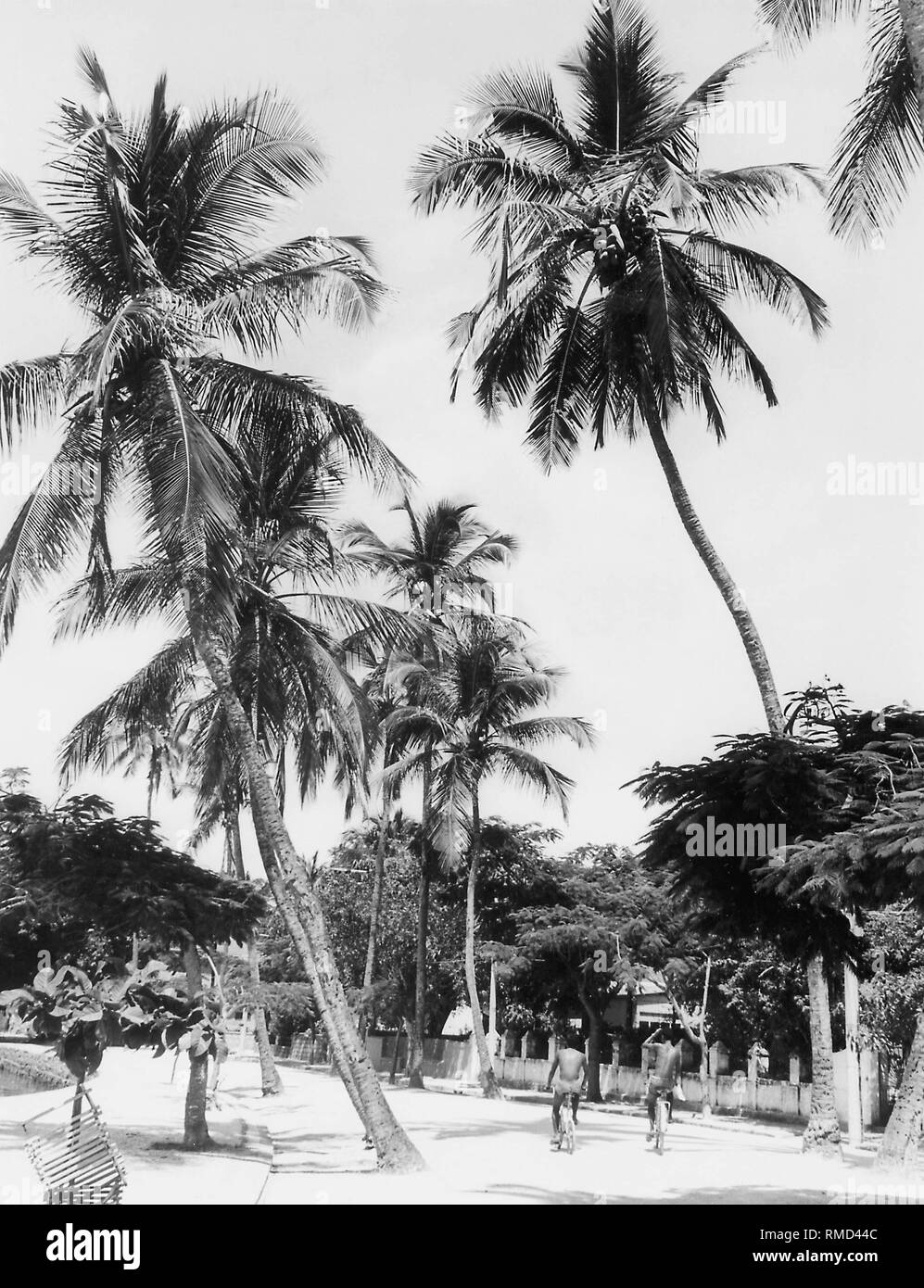 Coconut palms on a beach promenade on the island of Paqueta Stock Photo ...