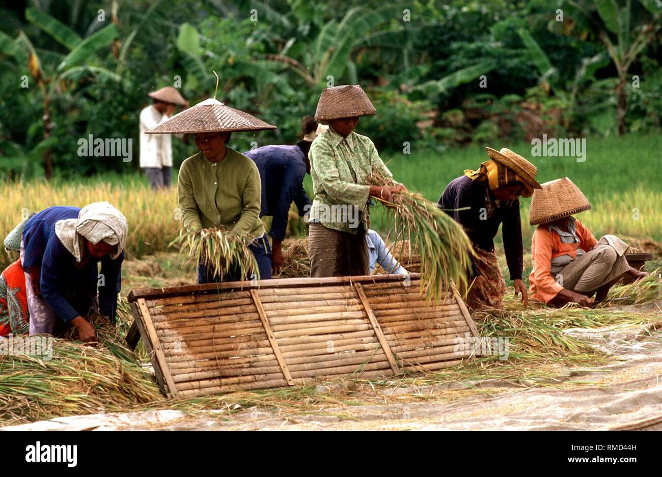Farmers thresh rice during harvest Stock Photo - Alamy