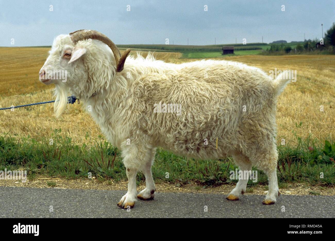Angora goats hi-res stock photography and images - Alamy