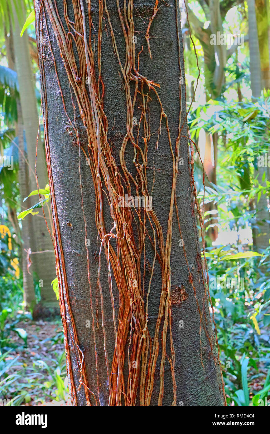 Tree Trunk Shapes High Resolution Stock Photography and Images - Alamy