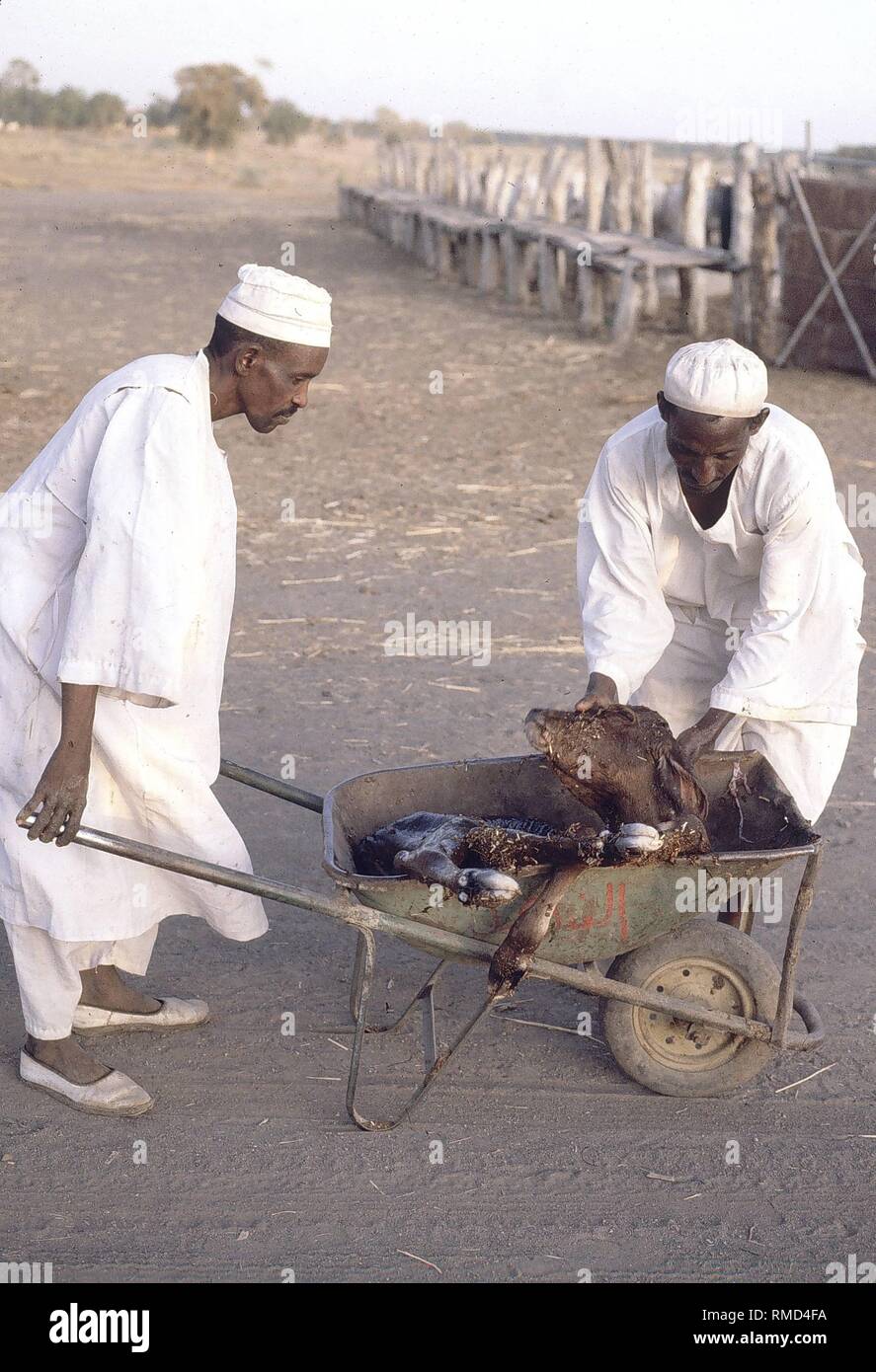Two Sudanese men carry a newborn calf in a wheelbarrow Stock Photo - Alamy