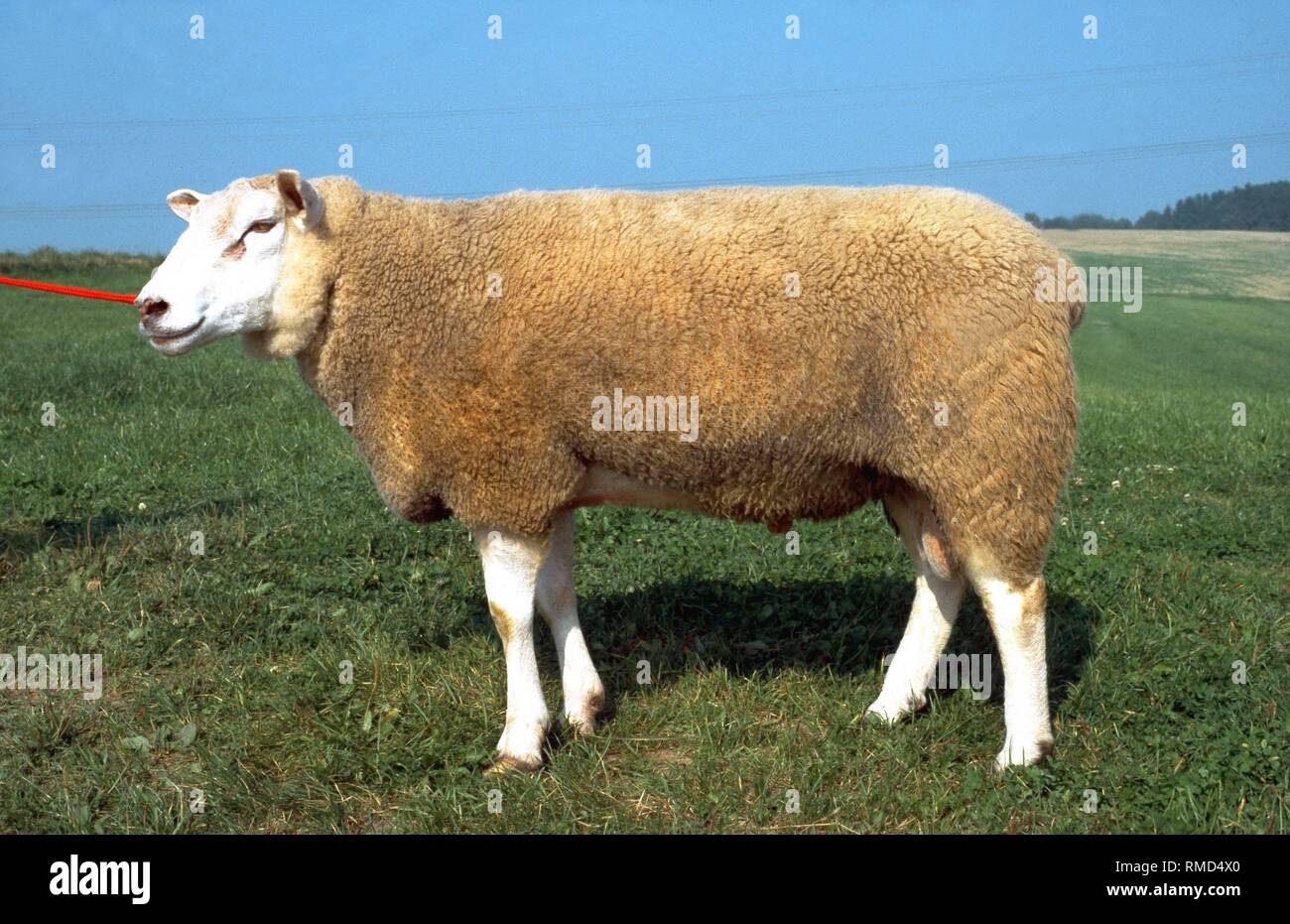 Long legged sheep hi-res stock photography and images - Alamy