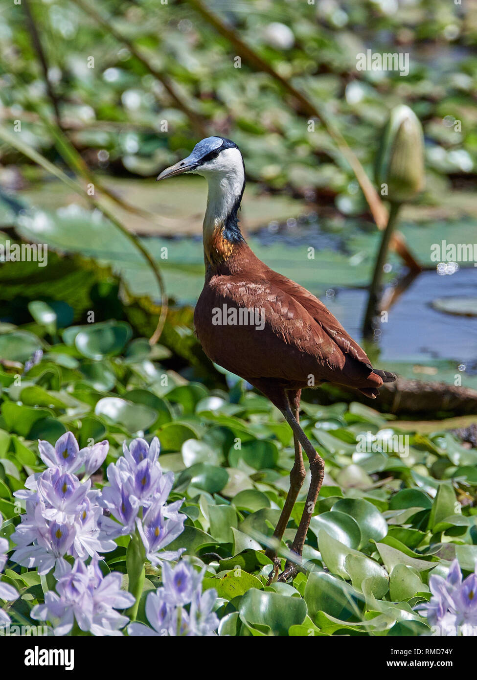 African jacana hi-res stock photography and images - Alamy