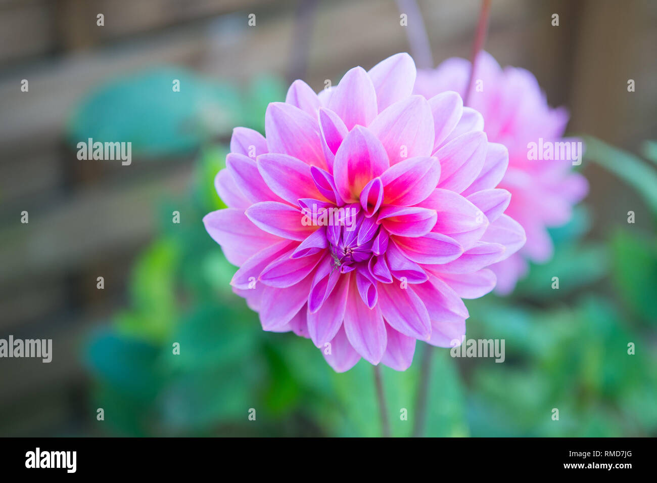 Dahila pink color , deep focus.Dahlia is a genus of bushy, tuberous ...