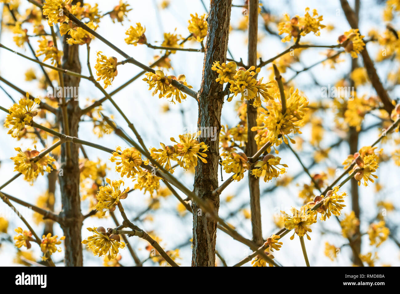 Cornel tree hi-res stock photography and images - Alamy