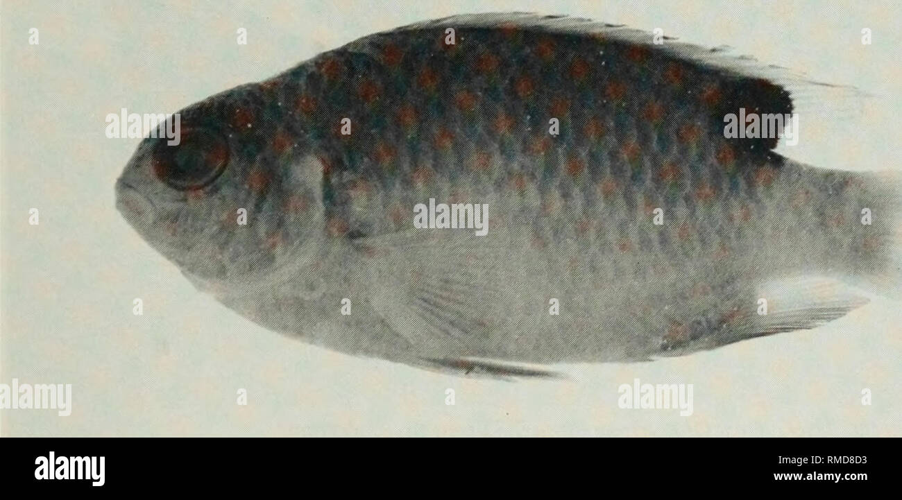 . An annotated checklist of the fishes of the Chagos Archipelago ...