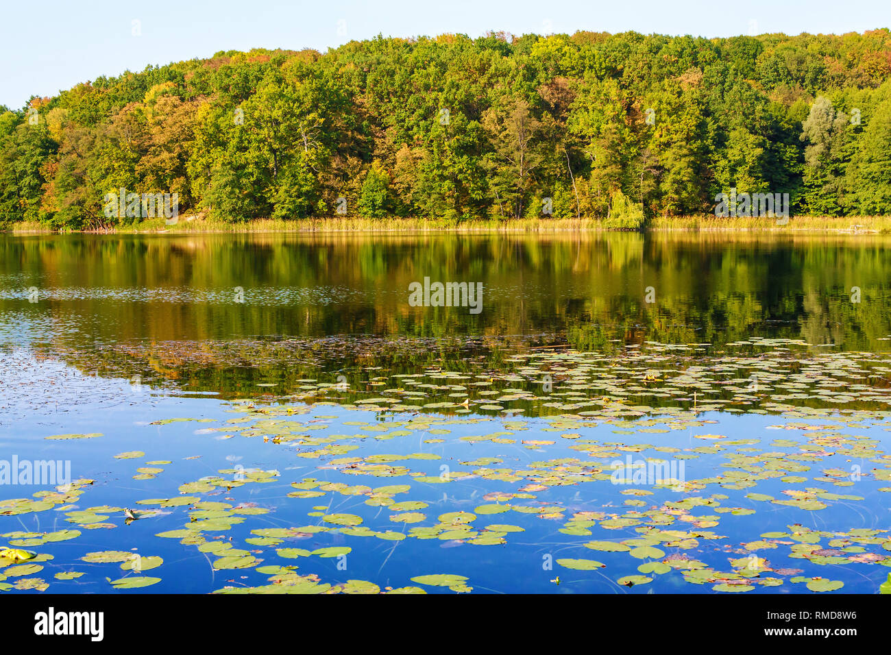 Landscape with lake water surface and woods Stock Photo - Alamy