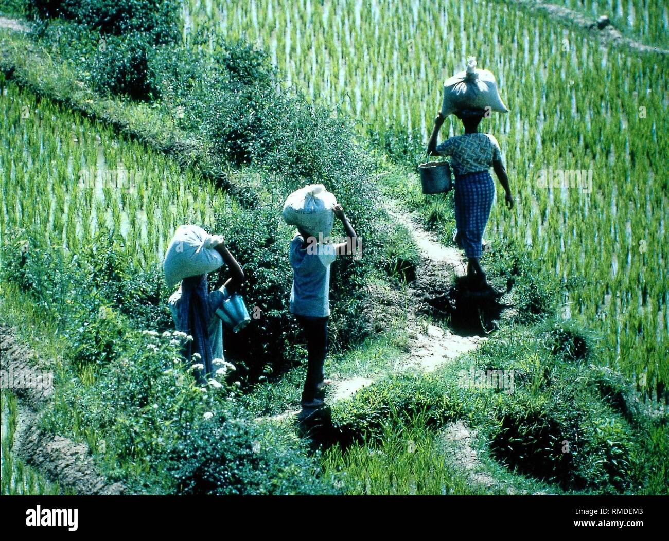Rice fields on Bali. (undated photo Stock Photo - Alamy