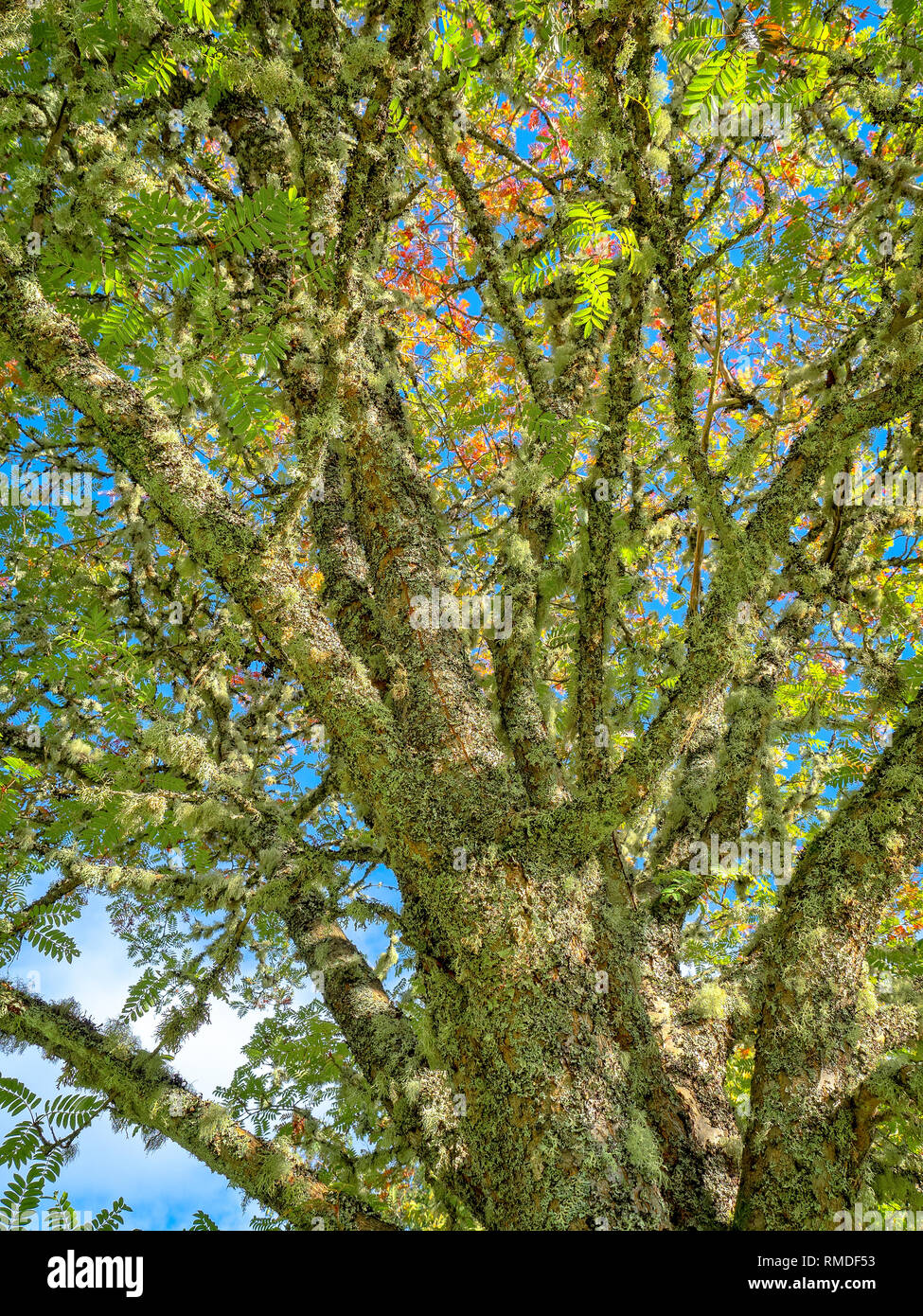 Mountain ash trunk sorbus aucuparia hi-res stock photography and images ...