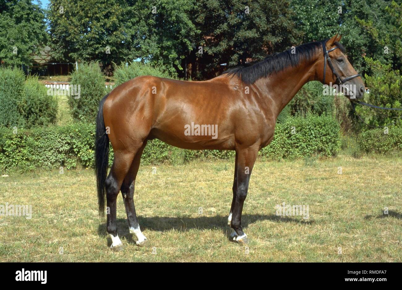 Thoroughbred, a breed of horse that had been bred on the basis of ...