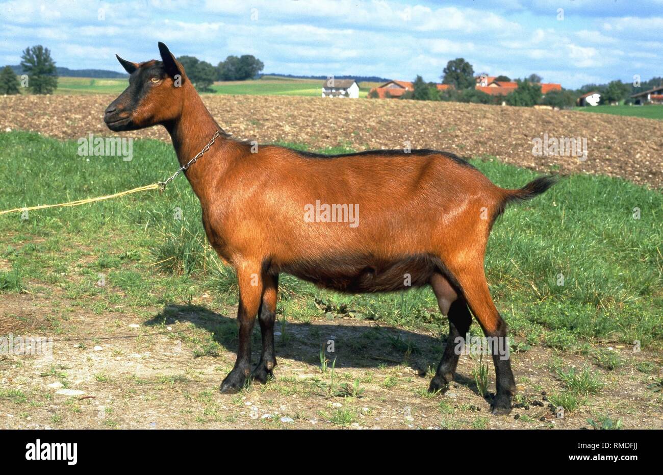 The German Improved Fawn is a fertile, resistant, solid and long-lived ...