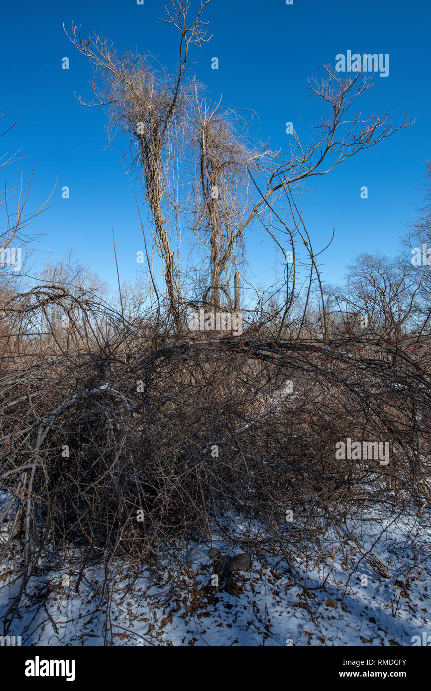 Tree and vines Stock Photo - Alamy
