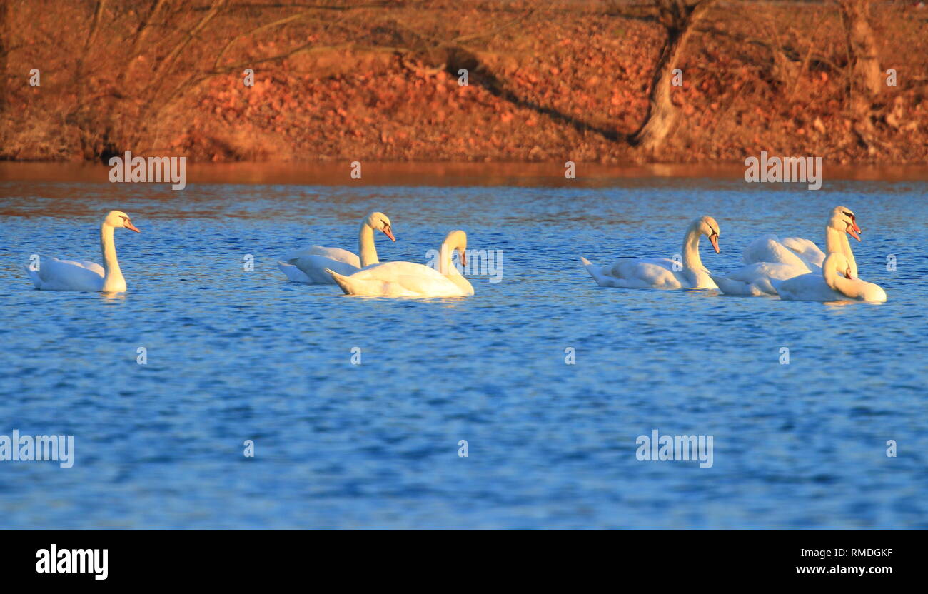Group swans on lake sunny hi-res stock photography and images - Alamy