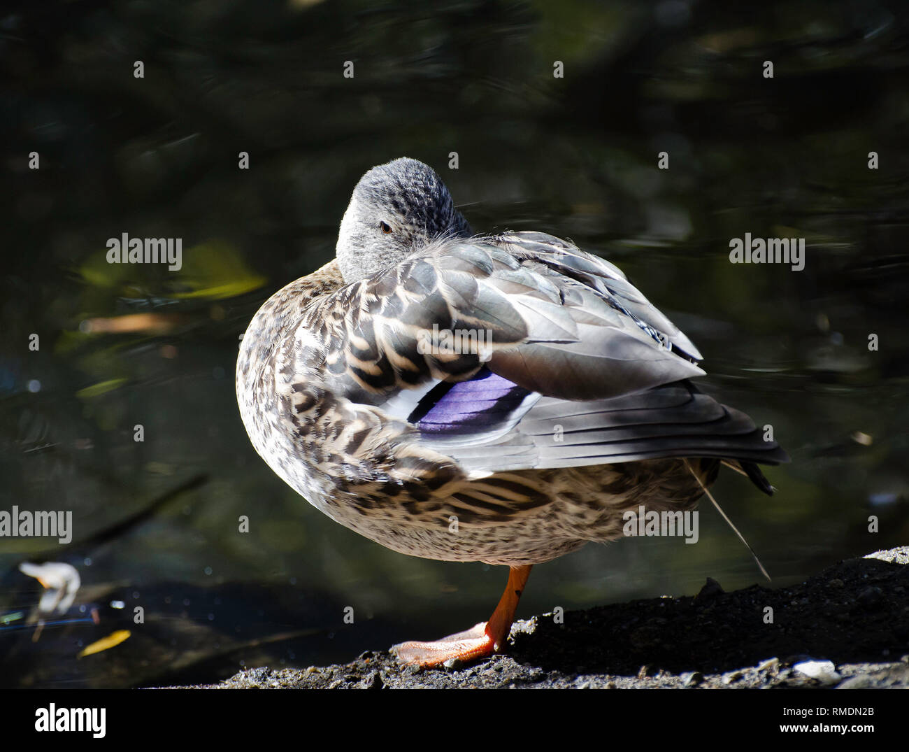 Female mallard duck with purple feathers hi-res stock photography and ...