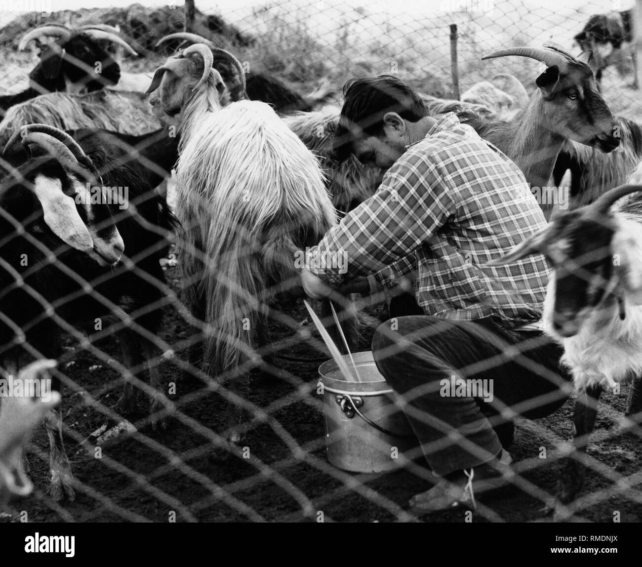 Goat photograph Black and White Stock Photos & Images - Alamy