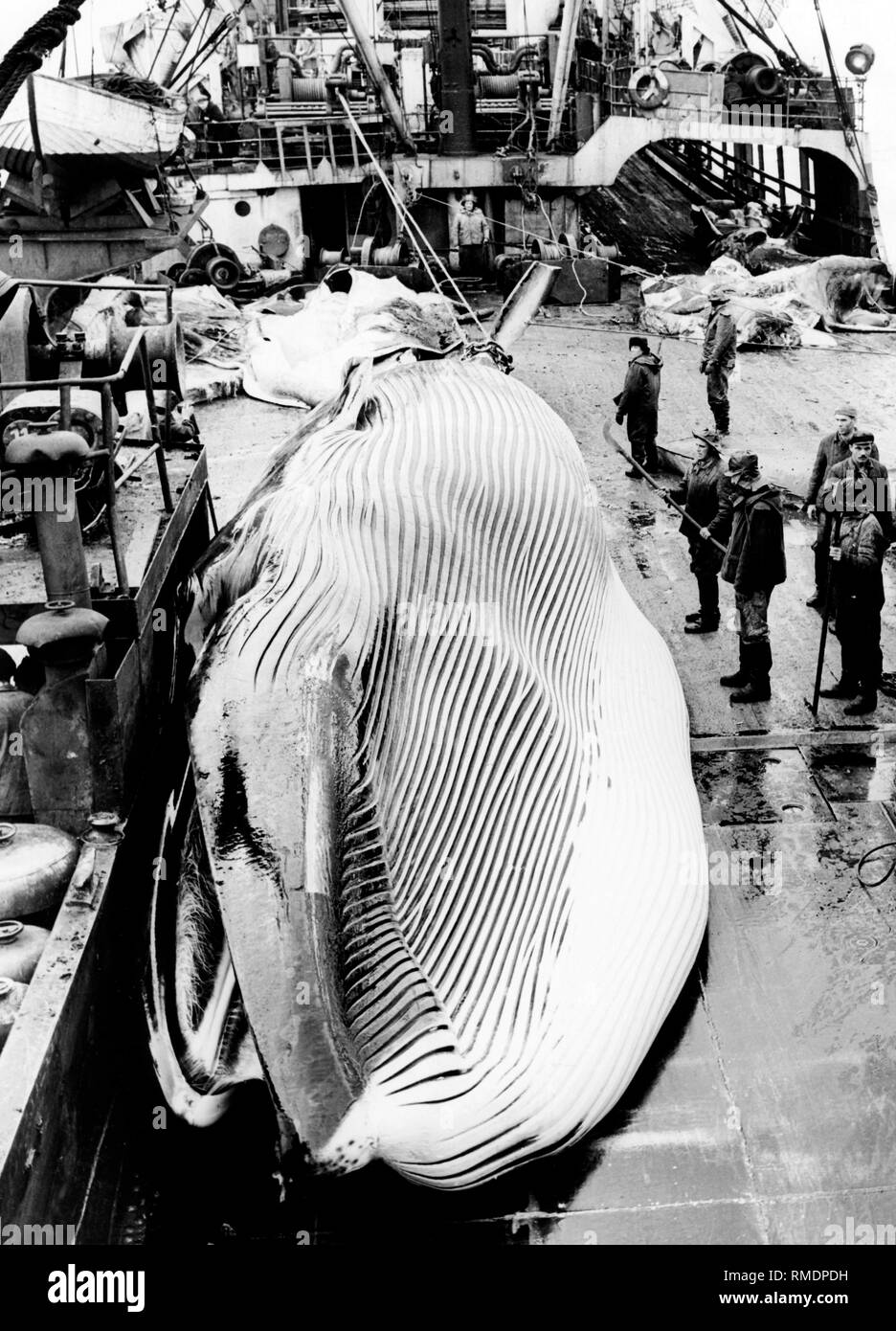 soviet whaler, 1964 Stock Photo - Alamy