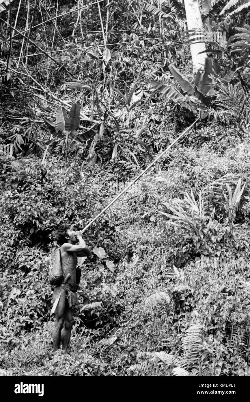 asia, malaysia, indigenous pahang during the hunt, 1959 Stock Photo - Alamy