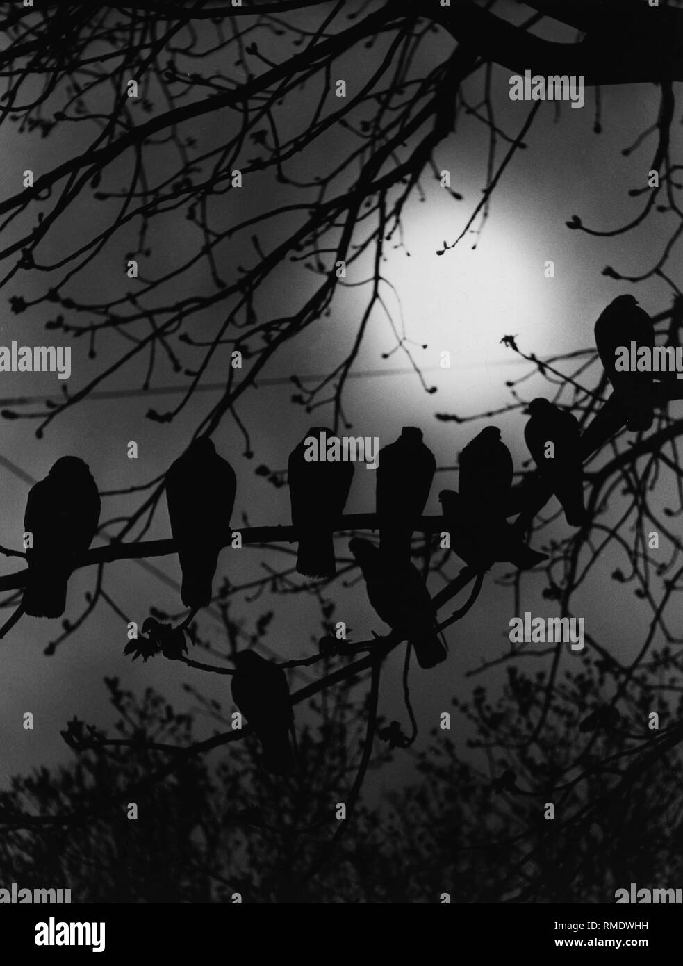 Stachus bird hi-res stock photography and images - Alamy