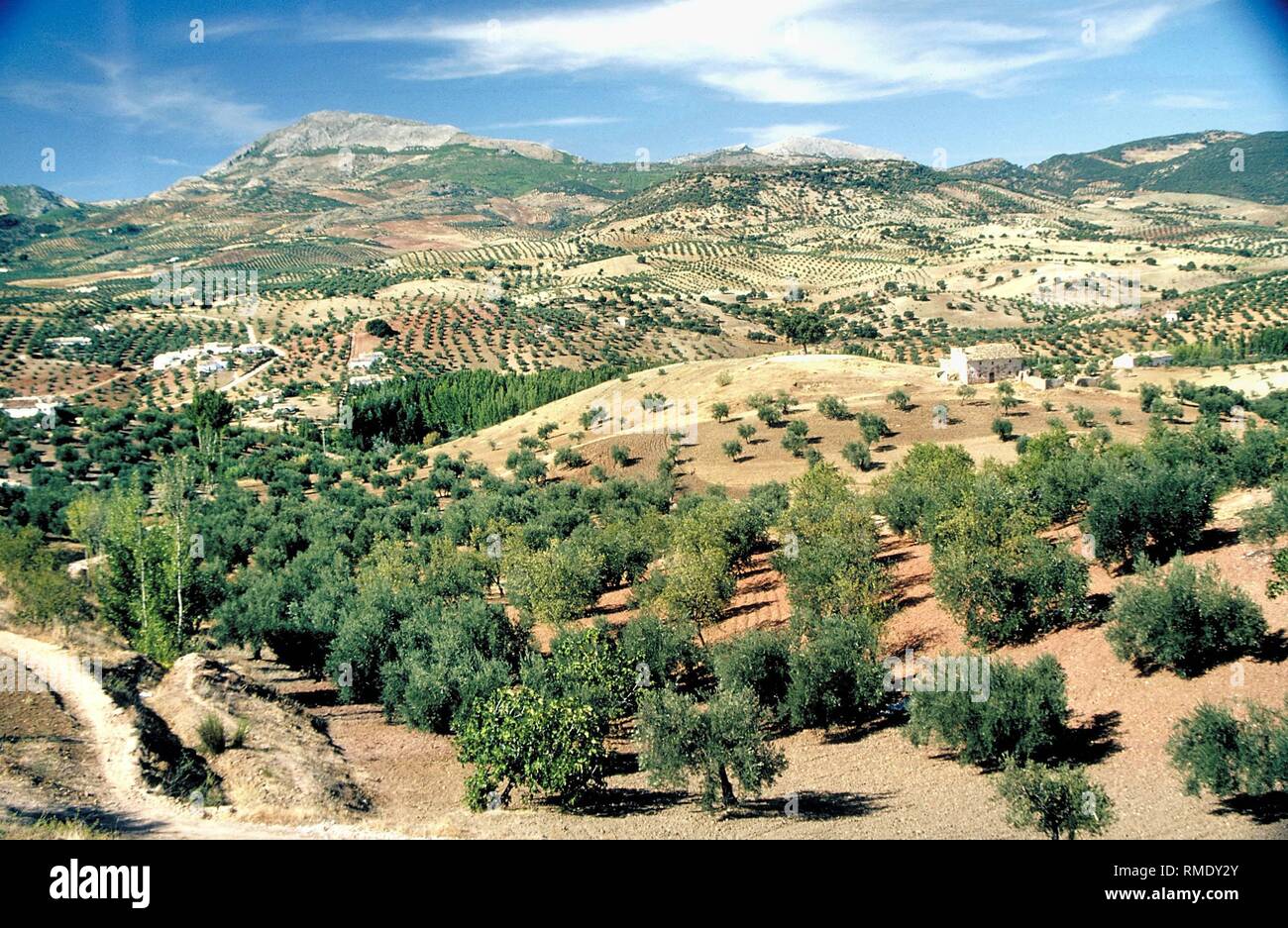 Typical Andalusian countryside between Seville and Cordoba with olive ...